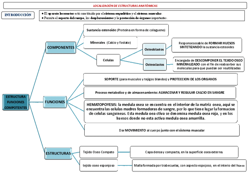 Esquema-localizacion-de-estructuras-anatomicas-y-reconcomiendo-de-las-estructuras-anatomicas-del ...