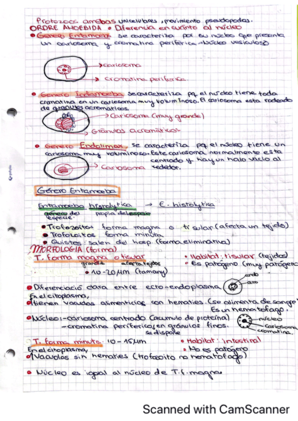 Tema-6-Amebas-y-protozoos-flagelados.pdf