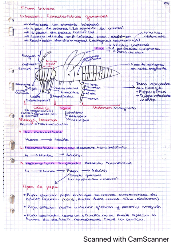 Filum-insecta-Hemipteros-Anopluros-Siphonapteros-y-Dipteros.pdf