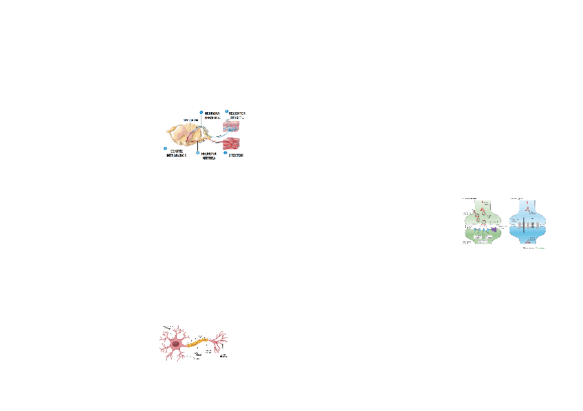 Tema-9-Bases-estructurales-del-funcionamiento-del-sistema-nervioso.pdf