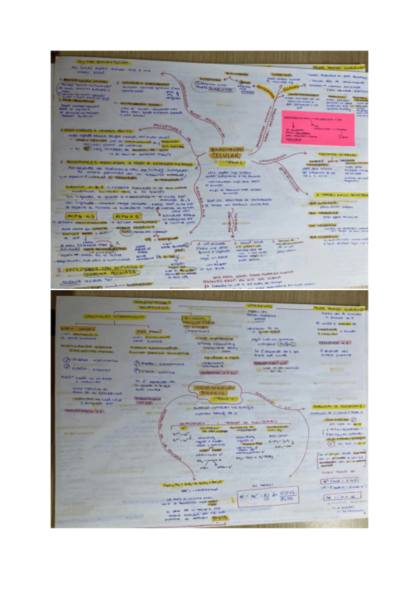 BIOQUIMICA-II-ESQUEMAS-TEORIA.pdf