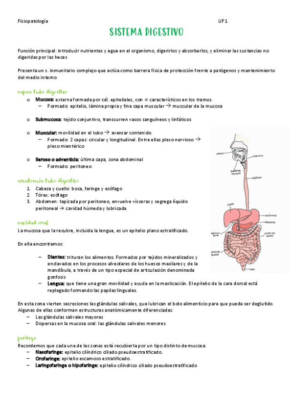resumen-sistema-digestivo.pdf
