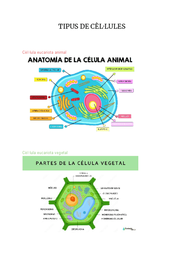 tipos-de-celulas.pdf