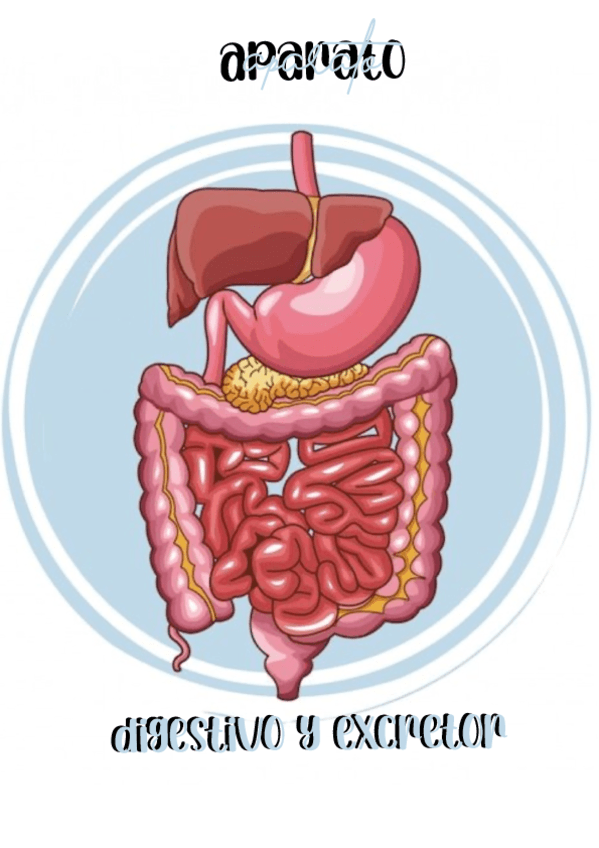 Aparato-digestivo-y-excretor.pdf