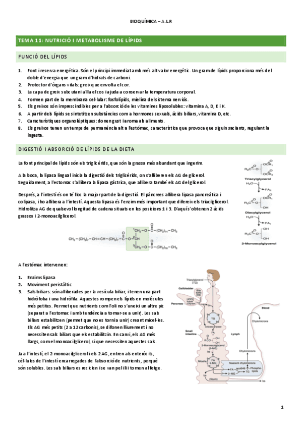 T11-Lipids.pdf
