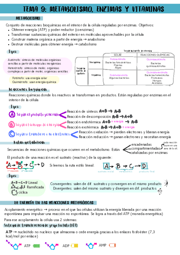 TEMA-9-Metabolismo-y-enzimas.pdf