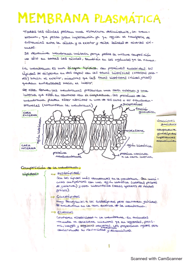 tema-9-membrana-plasmatica.pdf