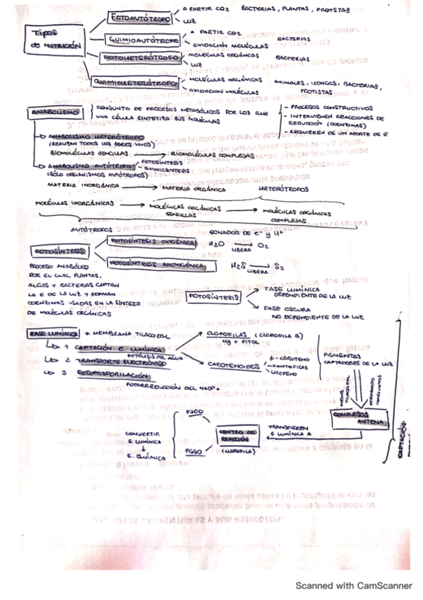 esquemas-anabolismo.pdf