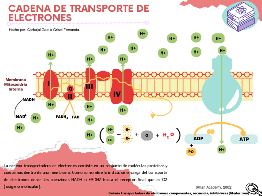 Esquema-de-la-Cadena-de-Transporte-de-Electrones.pdf