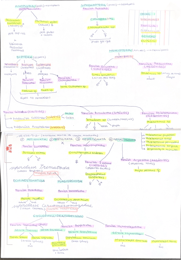 ESQUEMA-PRACTIQUES-PARASITO-EXAMEN.pdf