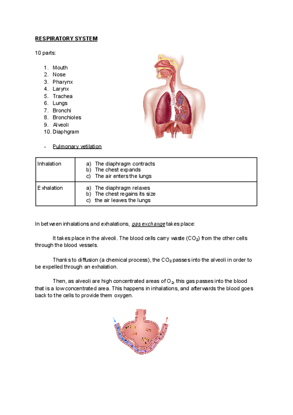The-respiratory-system.pdf