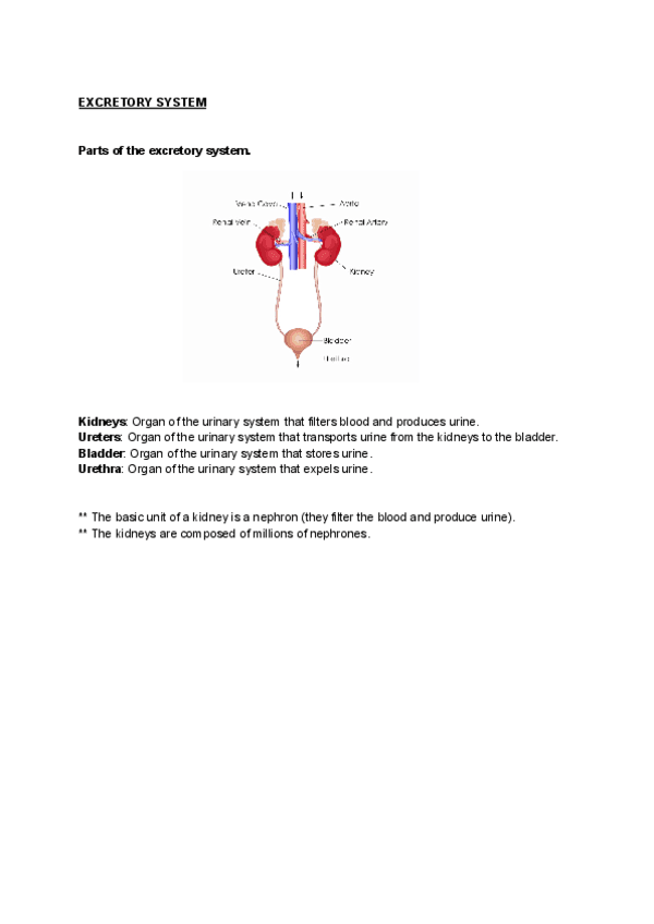 The-excretory-system.pdf