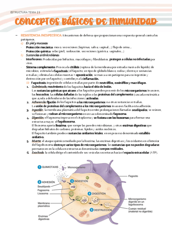 ESTRUCTURA-TEMA-23-CONCEPTOS-BASICOS-DE-INMUNIDAD.pdf