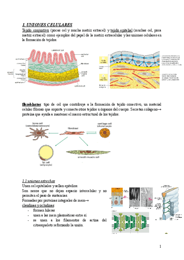 BIO-T4.-UNIONES-CELULARES.-MATRIZ-EXTRACELULAR.pdf