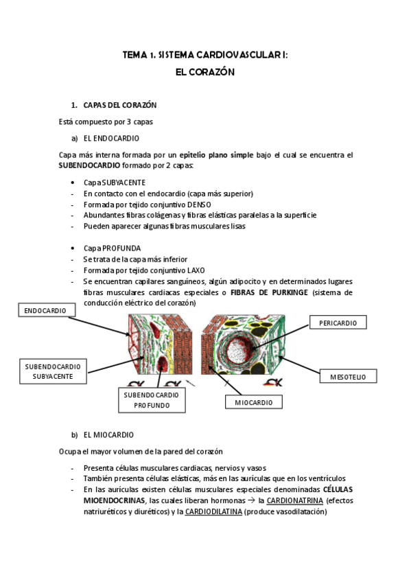 TEMA-1.-EL-CORAZON.pdf
