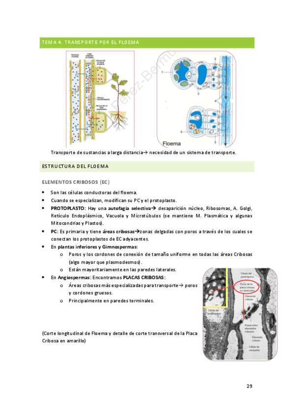 Tema-4-Fisiologia-Vegetal.pdf