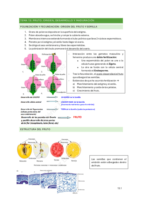 tema-13-Fisiologia-Vegetal.pdf