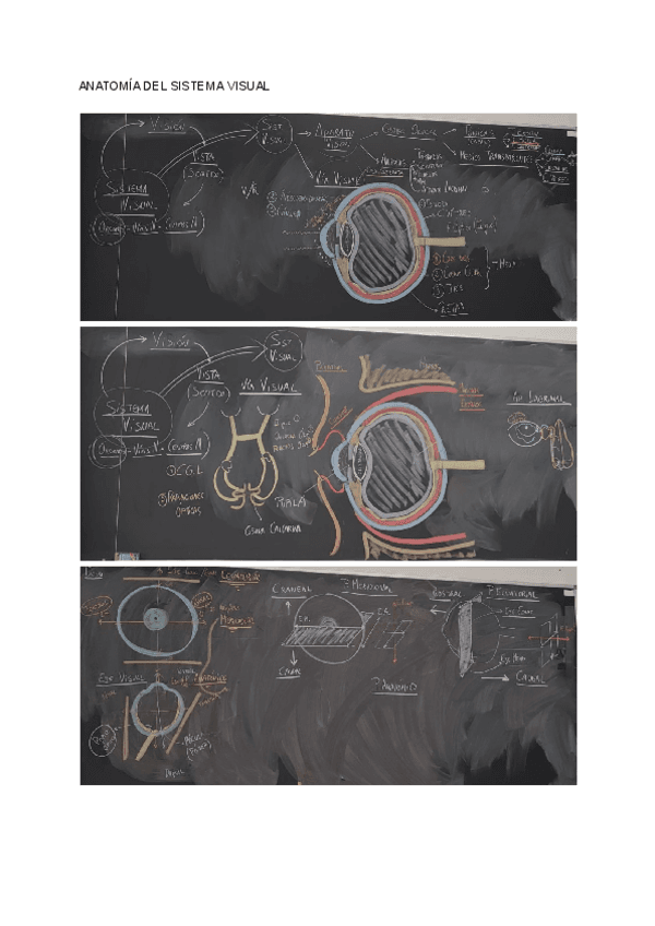 ANATOMIA-DEL-SISTEMA-VISUAL-ESQUEMAS.pdf