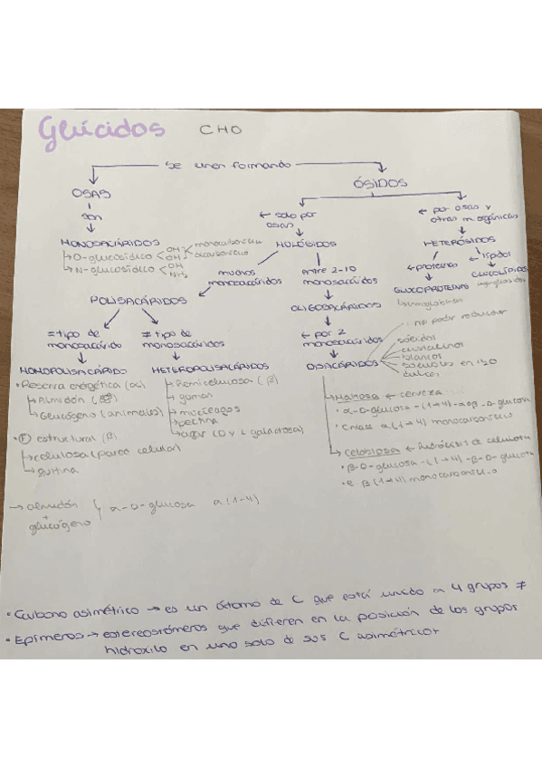 Esquema-glucidos.pdf