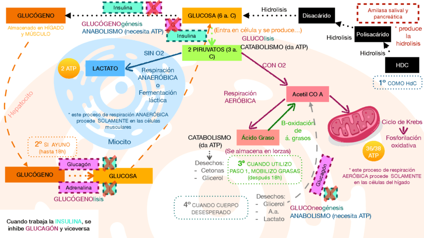 ESQUEMA-GLUCIDOS.pdf