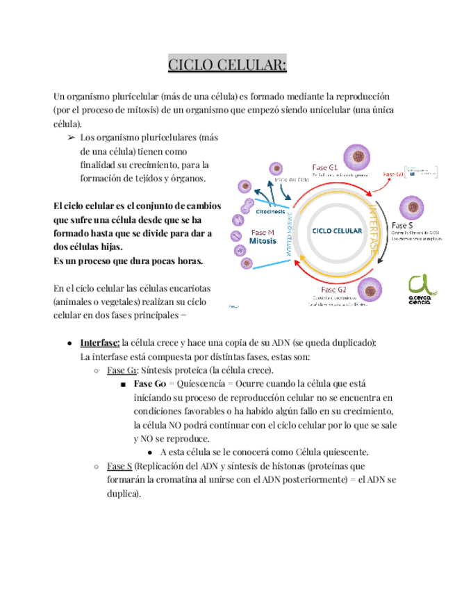 CICLO-CELULAR.pdf