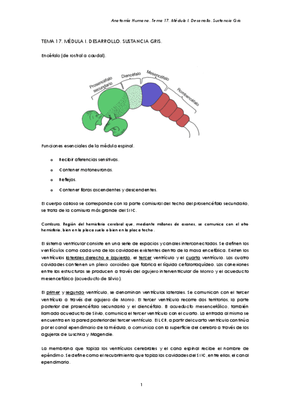 Tema-17A.-Medula-I.-Desarrollo.-Sustancia-Gris-FINAL.pdf