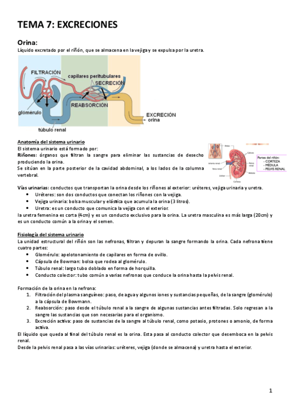 TEMA-7.-Excreciones..pdf