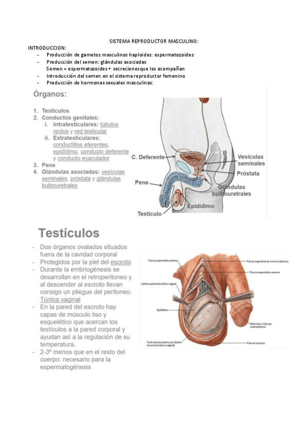 SISTEMA-REPRODUCTOR-MASCULINO.pdf