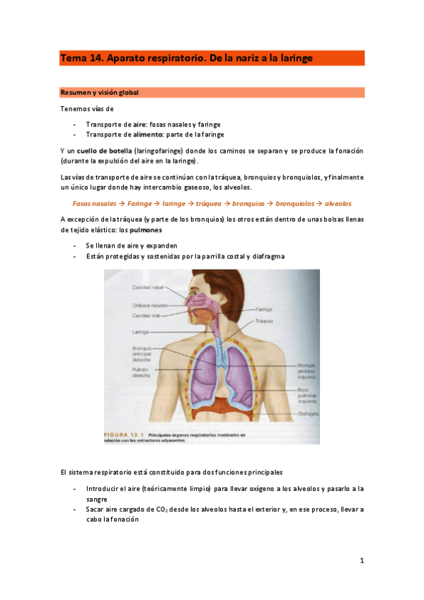TEMA-14-Aparato-respiratorio.-De-la-nariz-a-la-laringe.pdf