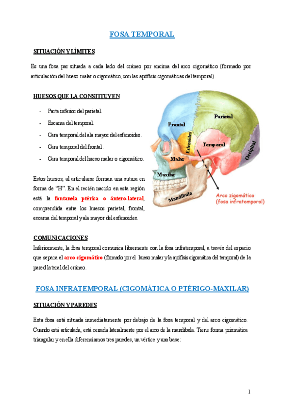 FOSA-TEMPORAL-INFRATEMPORAL-Y-PTERIGOPALATINA teoría + imágenes.pdf