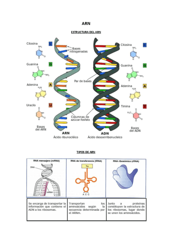 Estructura-y-tipos-de-ARN.pdf
