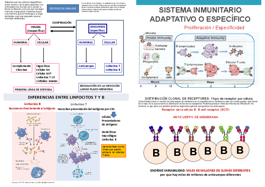 Tema-4-Inmunologia-Inmunidad-Adaptativa-Linfocitos-B-y-T.pdf