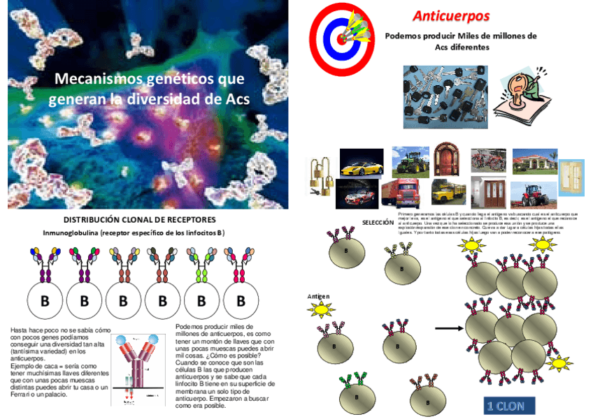 Tema-11-Inmunologia-Diversidad-de-Anticuerpos.pdf