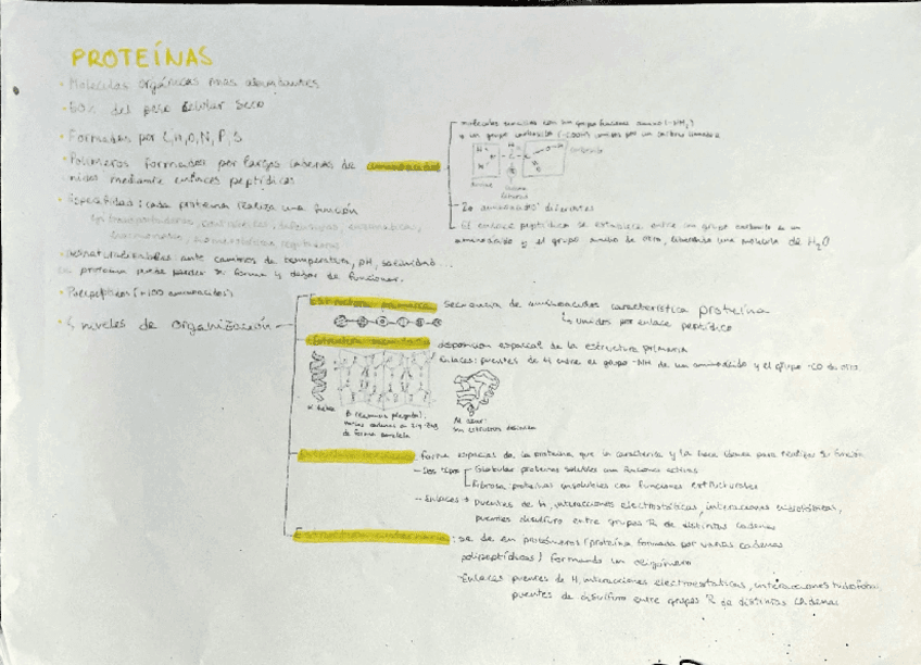 Esquema-proteinas.pdf