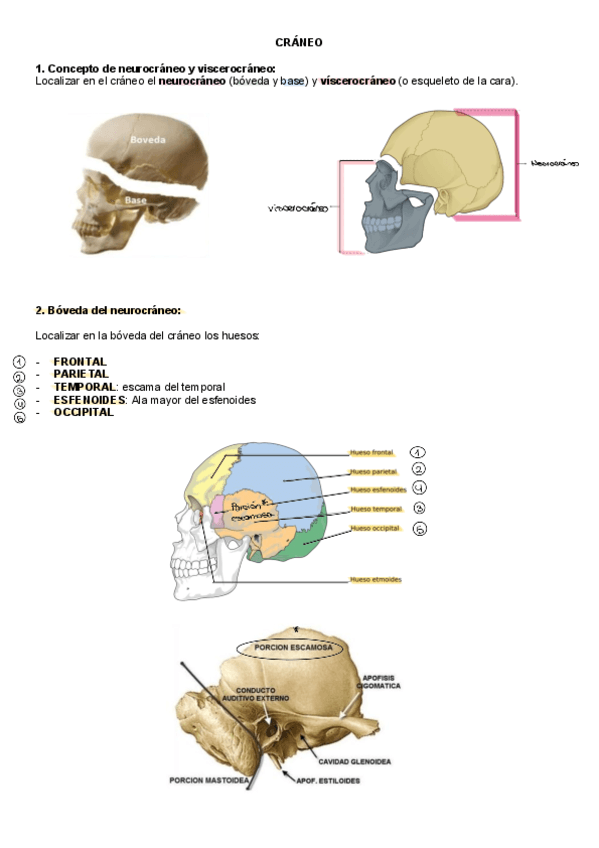 craneo-formato-comprimido.pdf