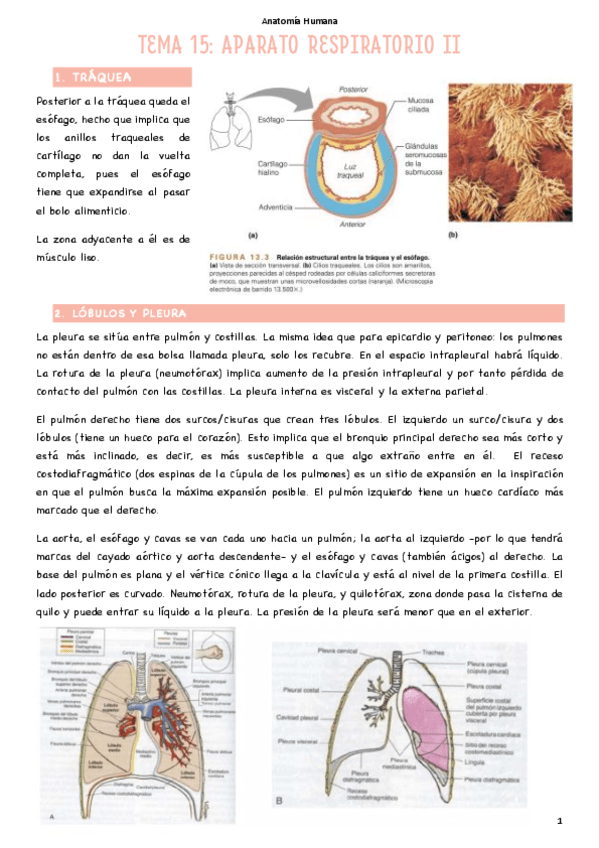 T15-Aparato-Respiratorio-II.pdf