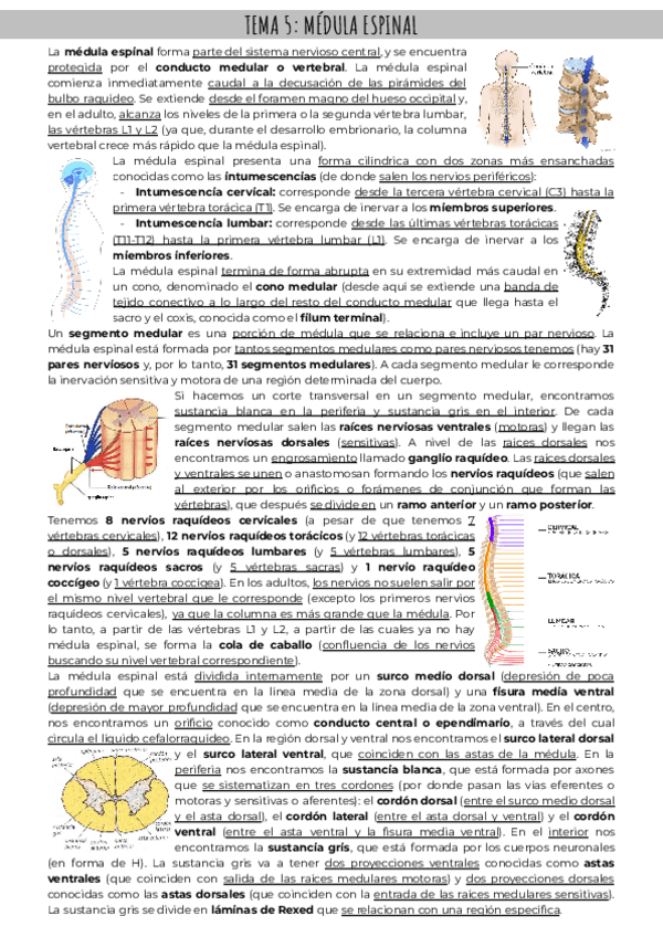 TEMA 5 ANATOMÍA. MÉDULA ESPINAL.pdf