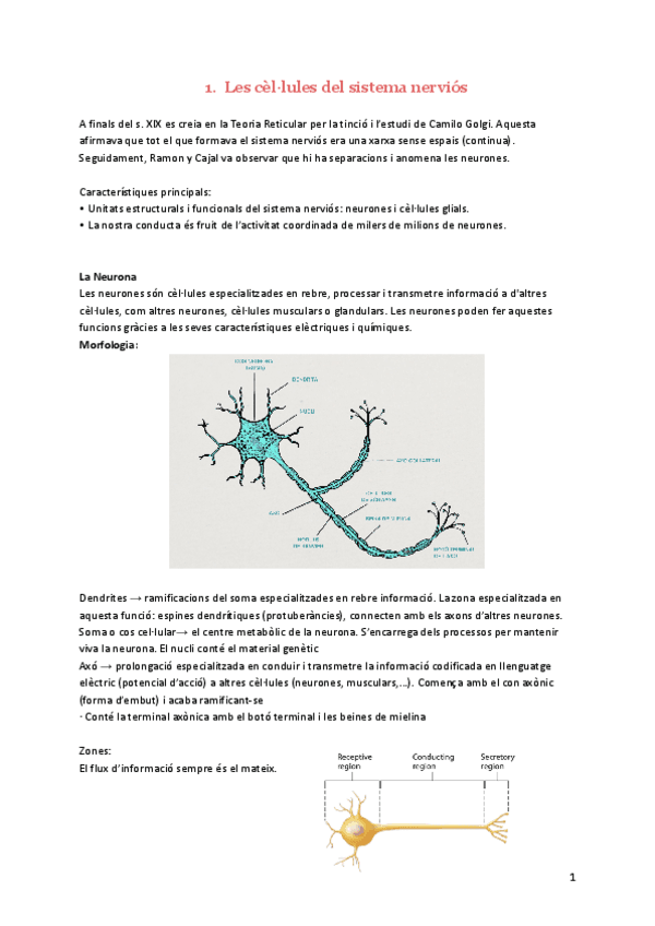 Tema-1-Les-cellules-del-sistema-nervios.pdf