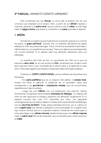 ORGANO GENITO-URINARIO.pdf