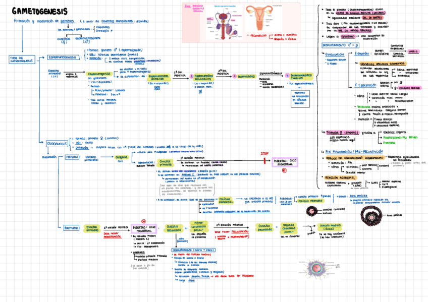 Esquemas-todo-Embriologia.pdf
