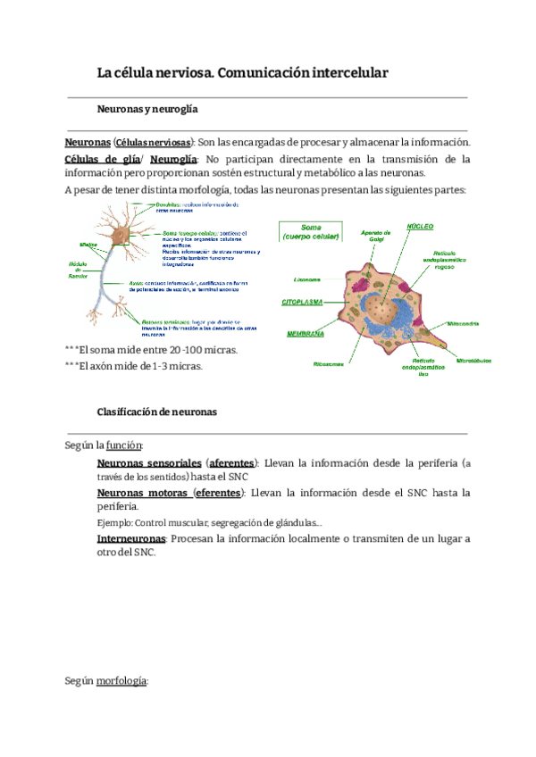 Tema-6-La-celula-nerviosa.-Comunicacion-intercelular.pdf