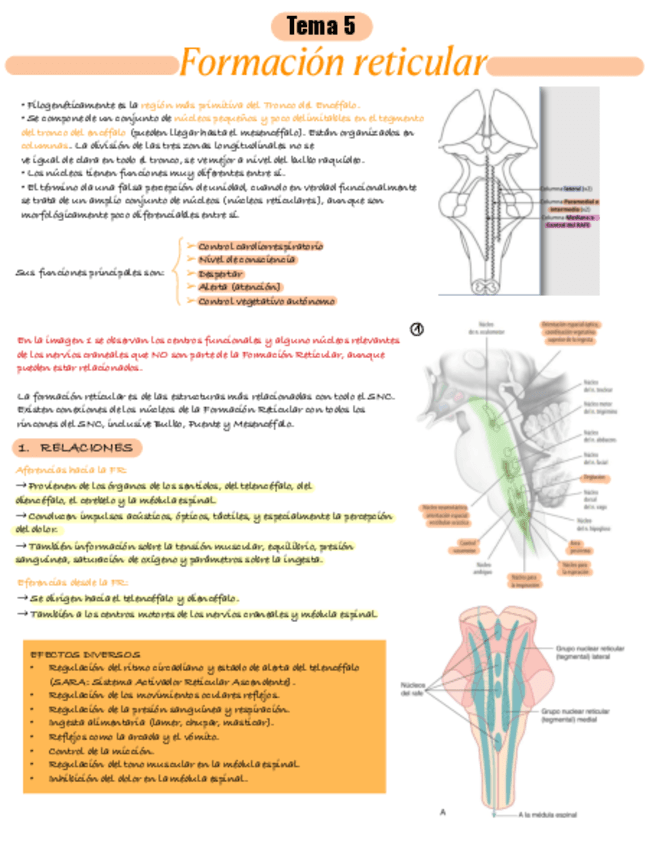 Tema-5-Formacion-Reticular.pdf