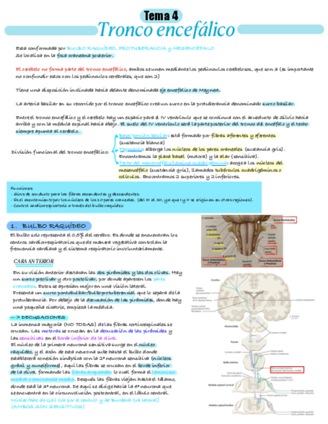 Tema-4-Tronco-Encefalico.pdf