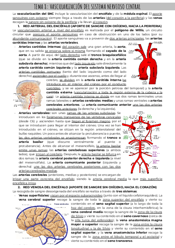 TEMA 8 ANATOMÍA. VASCULARIZACIÓN DEL SISTEMA NERVIOSO CENTRAL.pdf