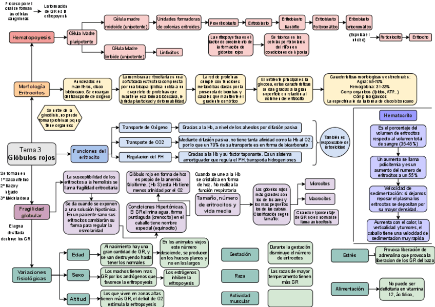 Esquema-Tema-3-fisio.pdf