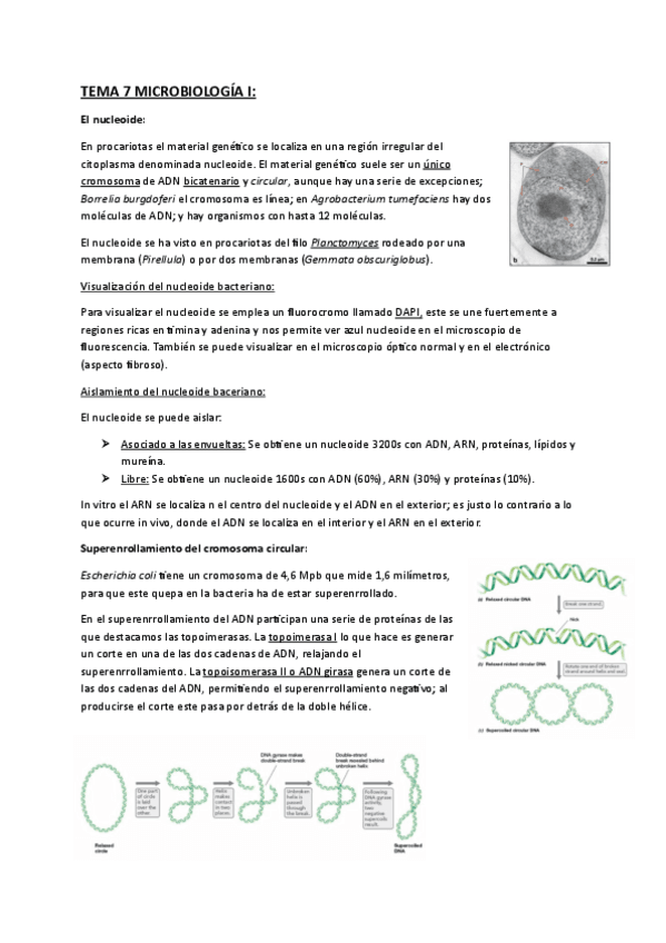 TEMA-7-MICROBIOLOGIA-I.pdf