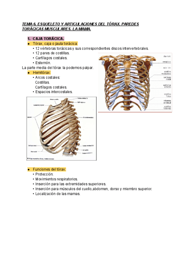 Tema 6 Anatomia Imp Pdf