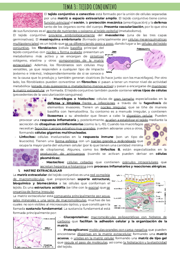 TEMA 3 HISTOLOGÍA. TEJIDO CONJUNTIVO.pdf