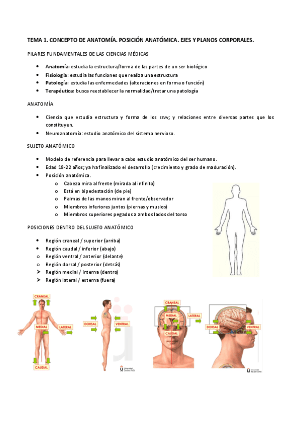 Tema 1 An Concepto De Anatomia Posicion Anatomica Ejes Y Planos