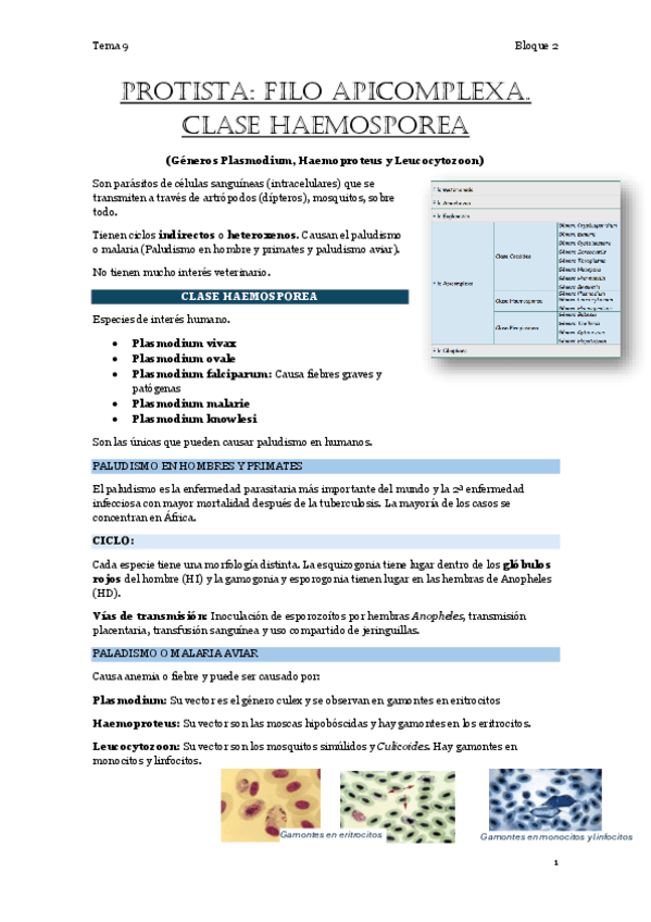 9.-Protista: Filo apicomplexa. Clase Haemosporea.pdf